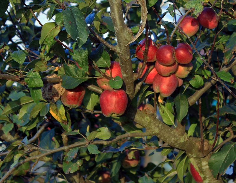 Bien réaliser la greffe du pommier – Oleo-Mac