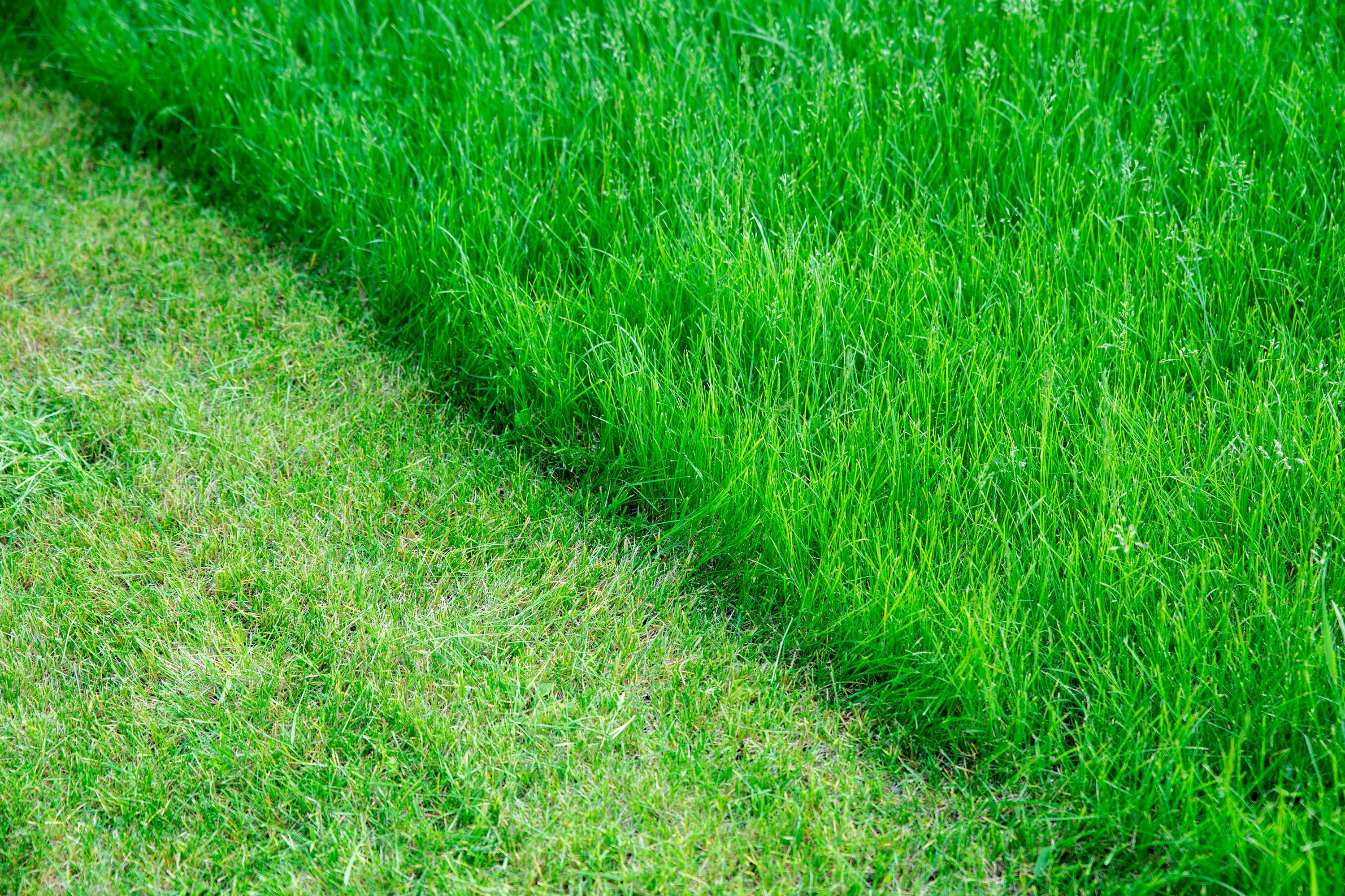 Tondeuses à gazon – Oleo-Mac